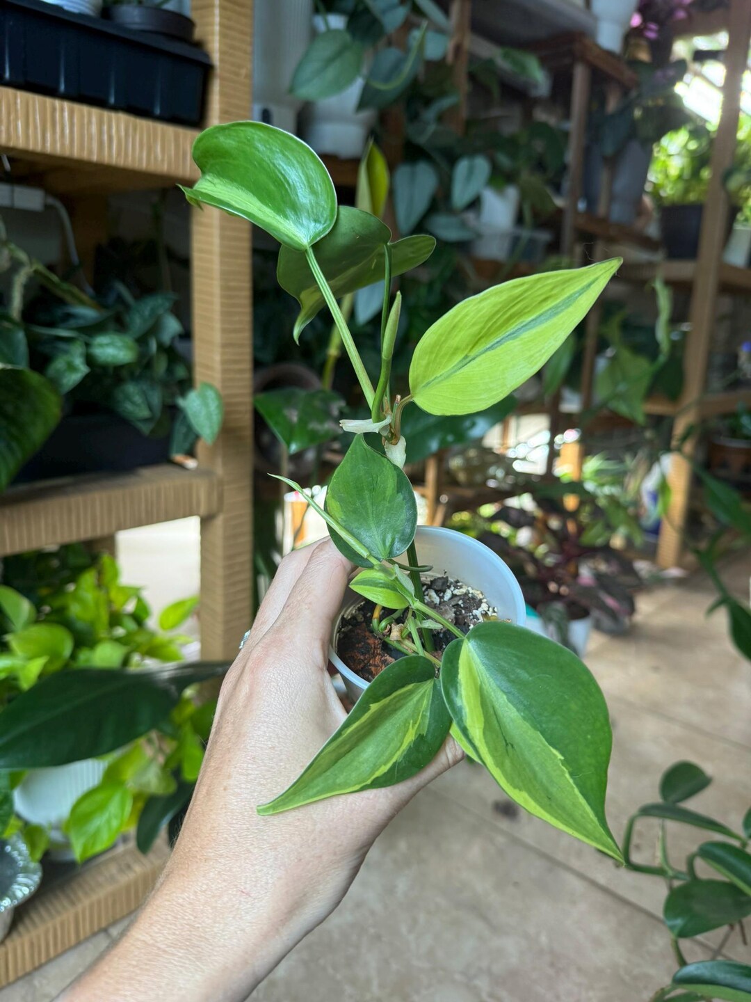 Carnival Philodendron "j2" Pot | Live Rare Indoor Outdoor Houseplant ...