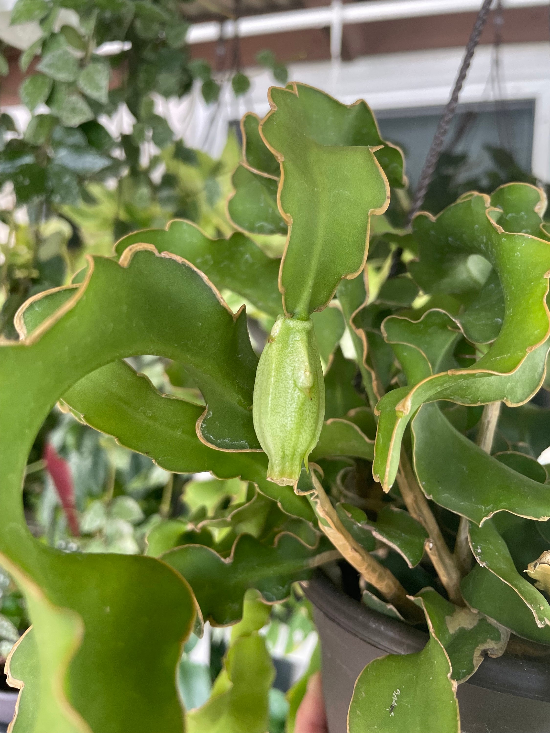 Curly Locks or 'curly Sue' Orchid Epiphytic Cactus | Epiphyllum ...