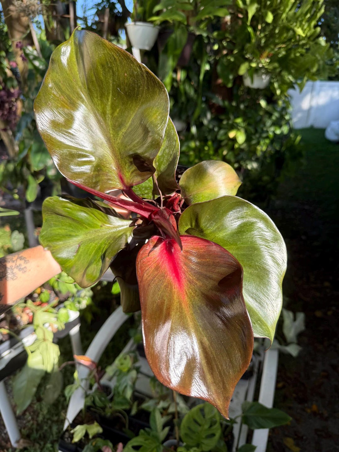 Philodendron 'red Heart' 5" Pot | Live Rare Indoor Outdoor Houseplant ...