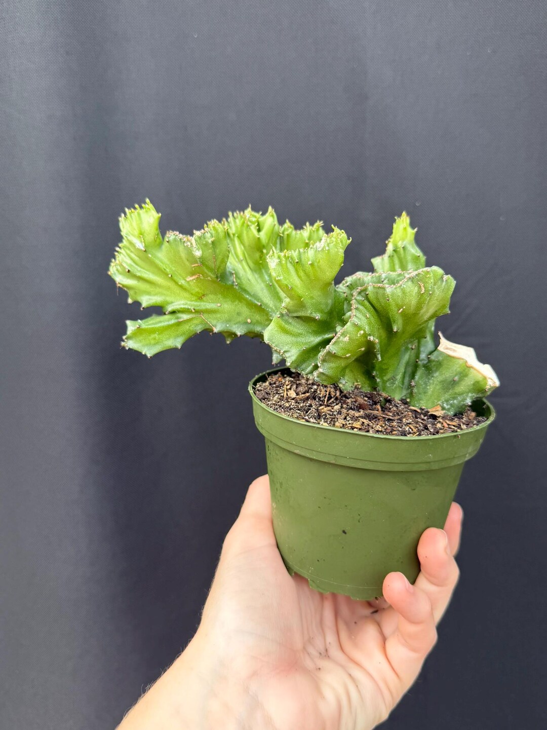 Euphorbia Lactea 'cristata' Monstrose 4" Pot | Crested Coral Cactus ...