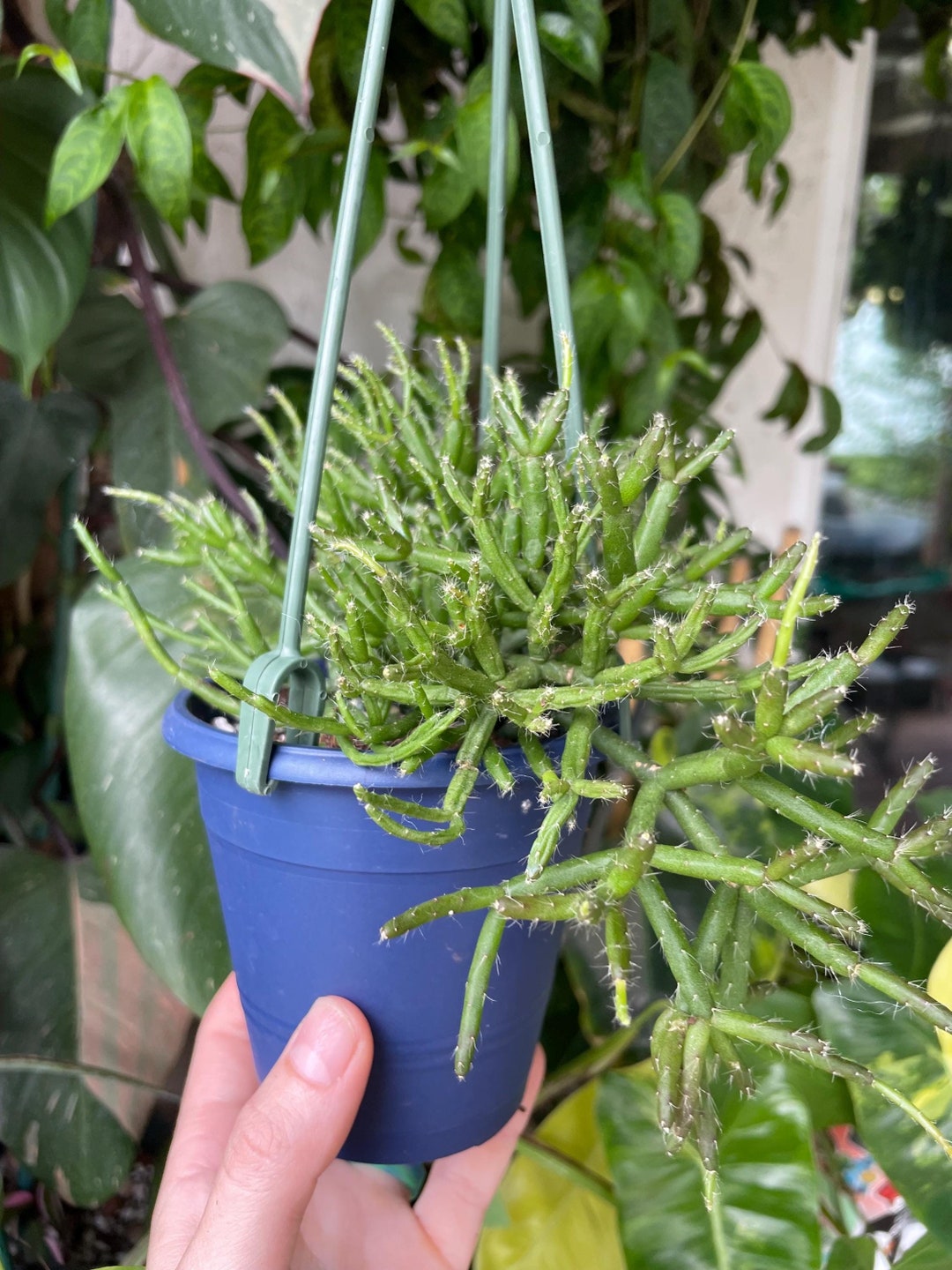 Rhipsalis Cereuscula 4 Pot Mistletoe Cactus, Rice Cactus, Coral Cactus ...