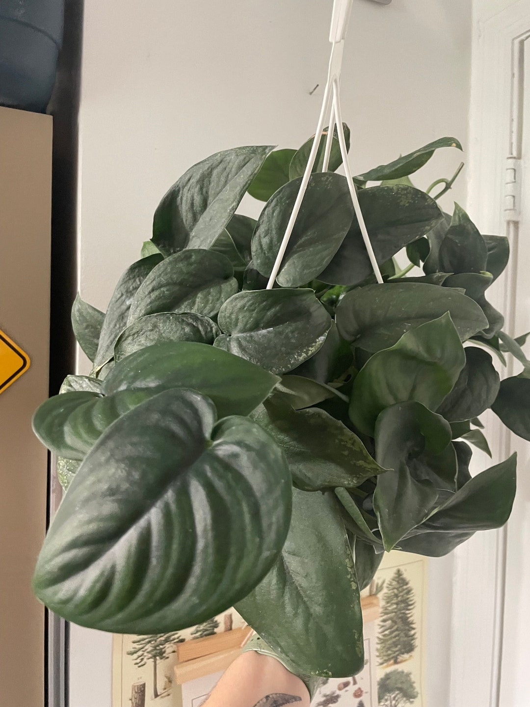 Jade Satin Scindapsus | Nodes, Unrooted & Rooted Cuttings for ...