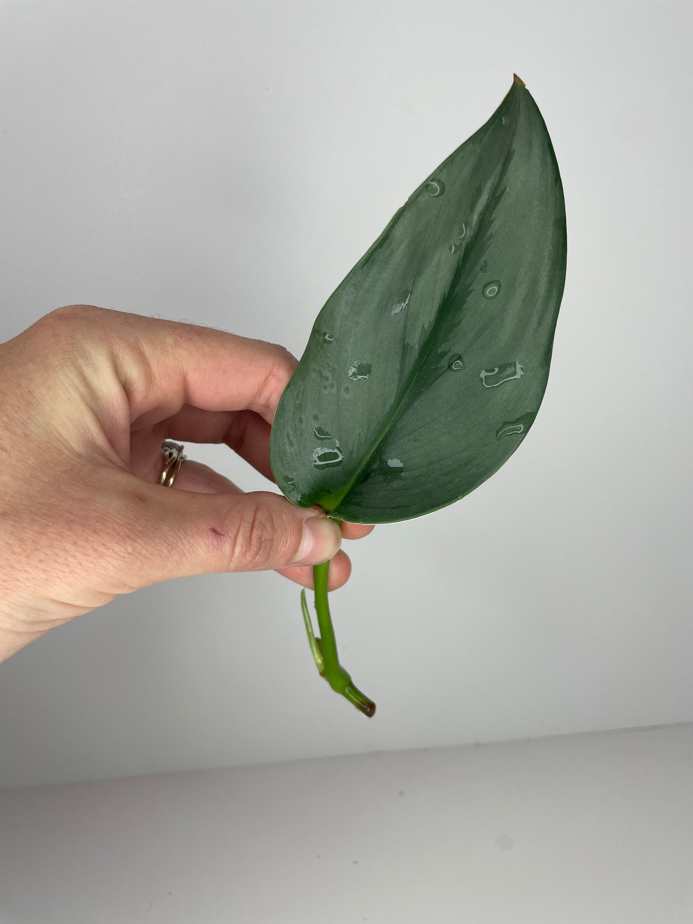 Moonlight Trebuii Scindapsus Satin Silver Pothos LIVE - Etsy