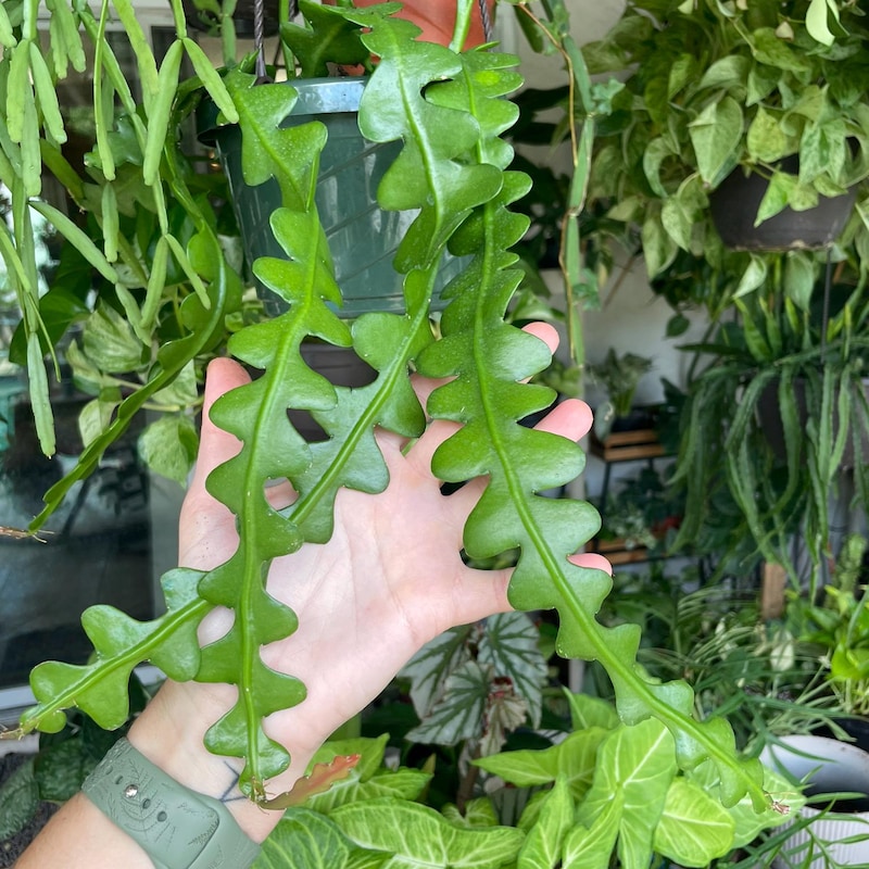 Ric Rac Cactus - Etsy