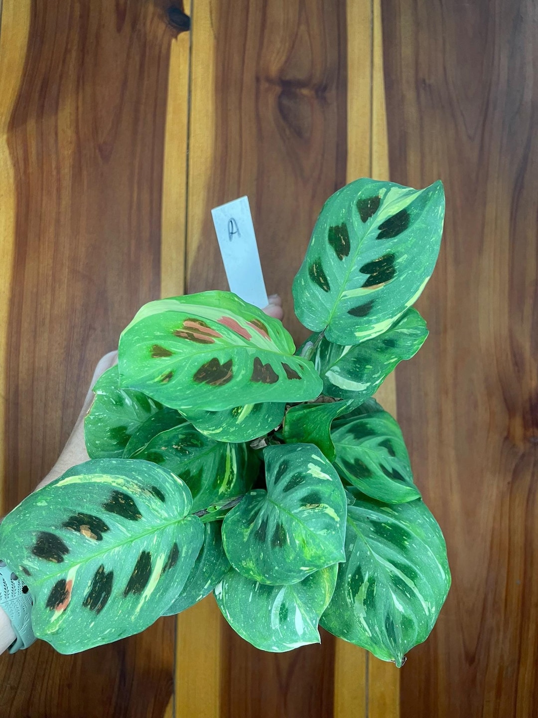 Beauty Kim Variegated Maranta Leuconeura Full 4" Pot | Var Rabbits Foot ...