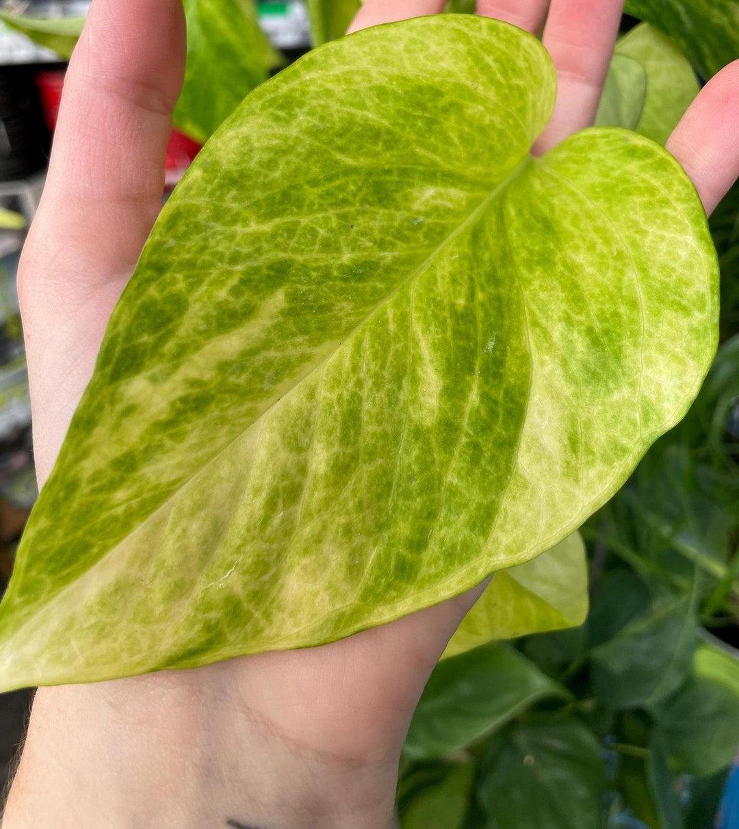 Neon Queen Pothos | Epipremnum Aureum | Unrooted & Rooted Cuttings and ...