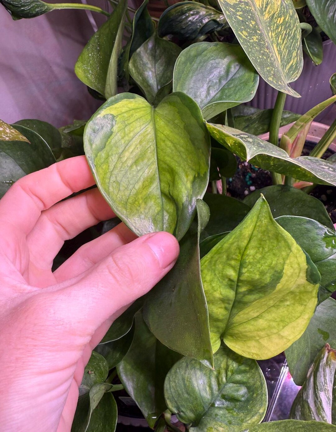 Lemon Top Pothos | Live Houseplant | Nodes, Unrooted and Rooted ...