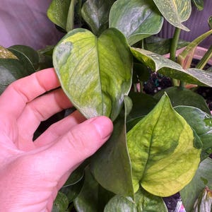 Lemon Top Pothos | Live Houseplant | Nodes, Unrooted and Rooted ...