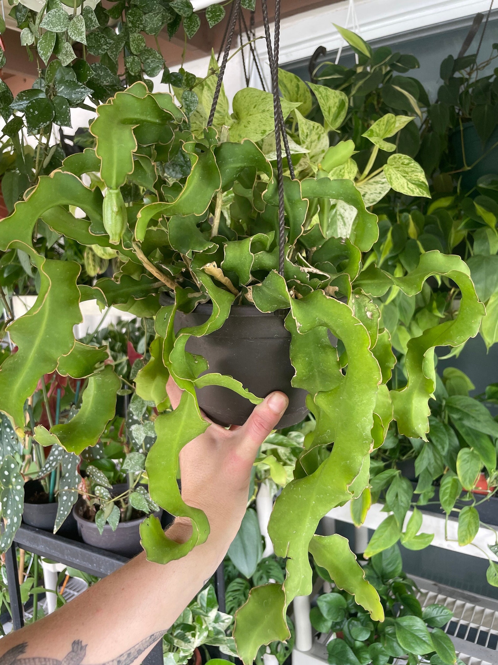 Curly Locks Orchid Epiphytic Cactus | Epiphyllum Guatemalense Monstrose ...