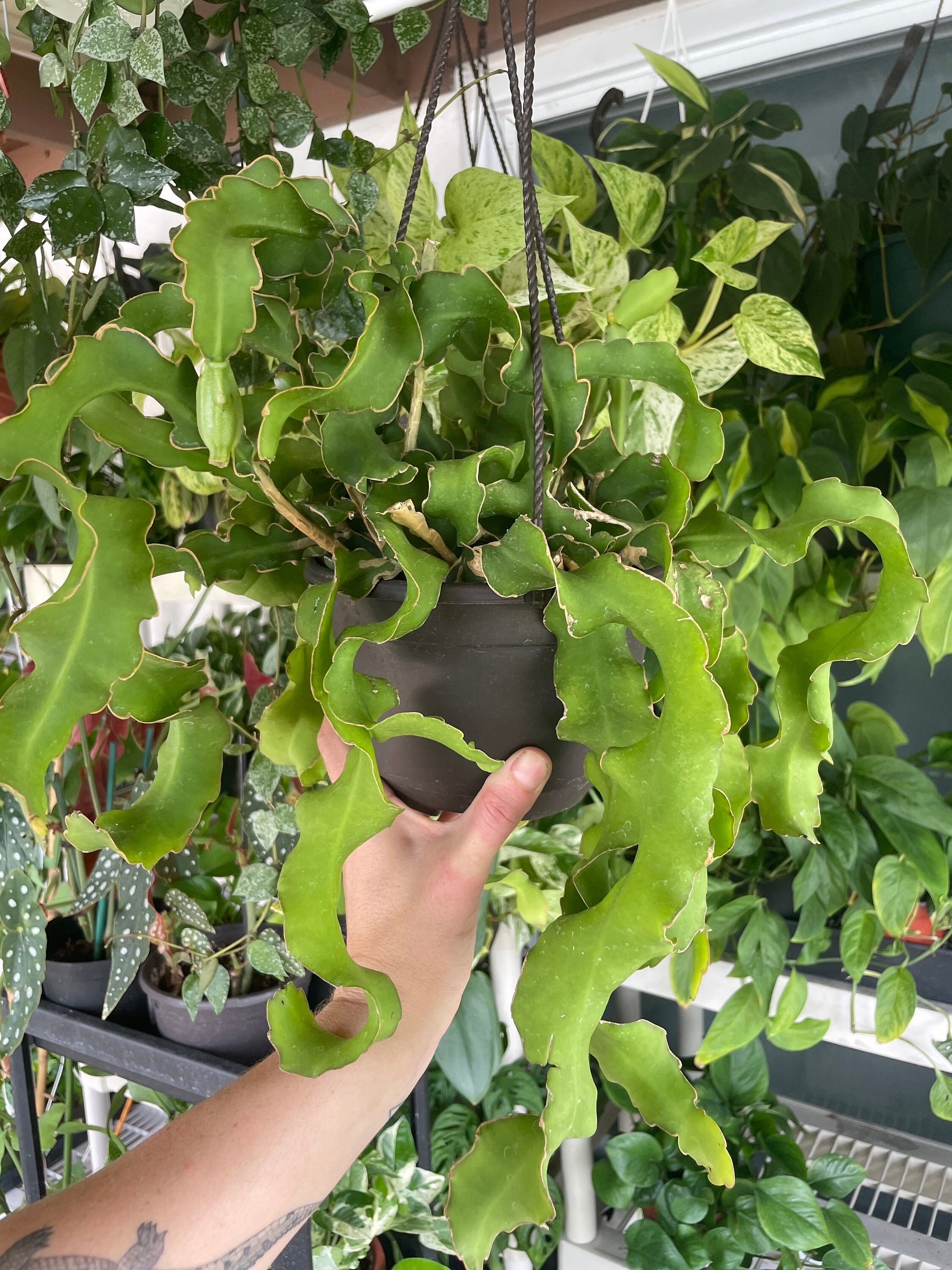 Curly Locks or 'curly Sue' Orchid Epiphytic Cactus | Epiphyllum ...