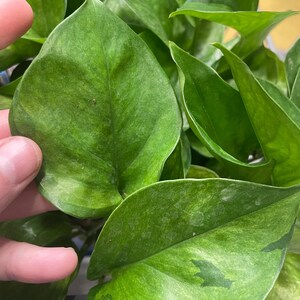 Lemon Top Pothos | Live Houseplant | Nodes, Unrooted and Rooted ...