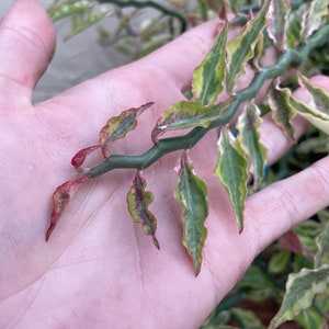 Pink Variegated Devil's Backbone Succulent | Full Sun | Unrooted and ...