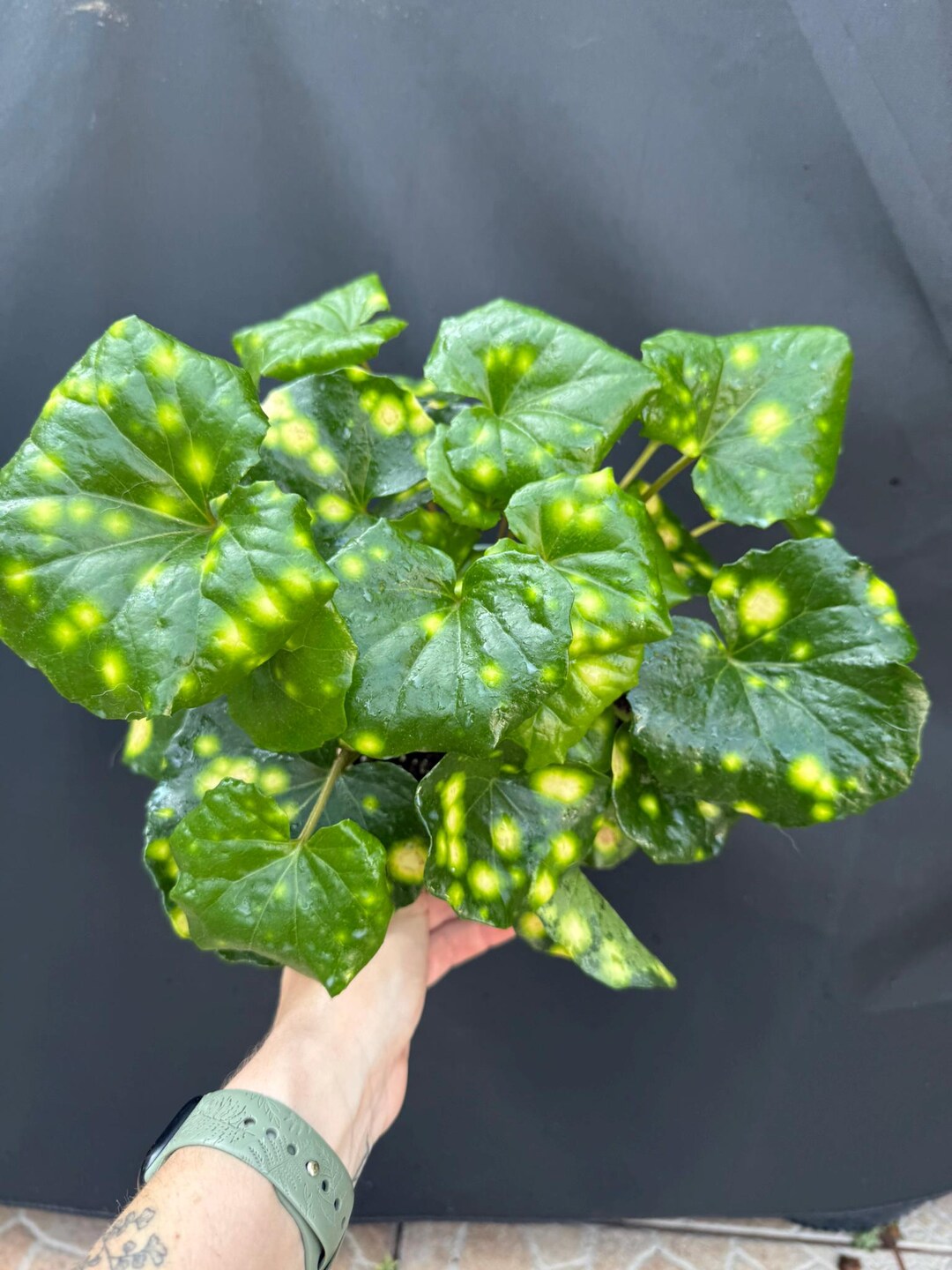 Firefly Leopard Plant 6" Pot | Farfugium Japonicum 'aureomaculata ...