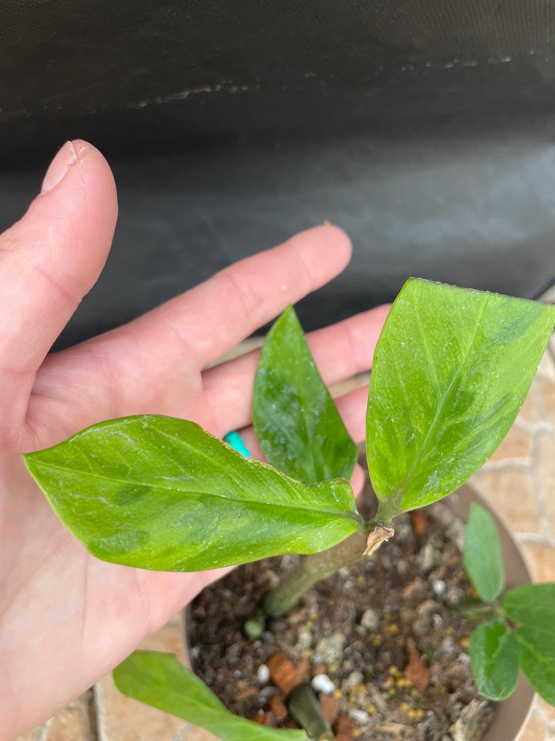 REHAB Variegated Green on Green ZZ Plant Exact Plant Pictured Ships in ...