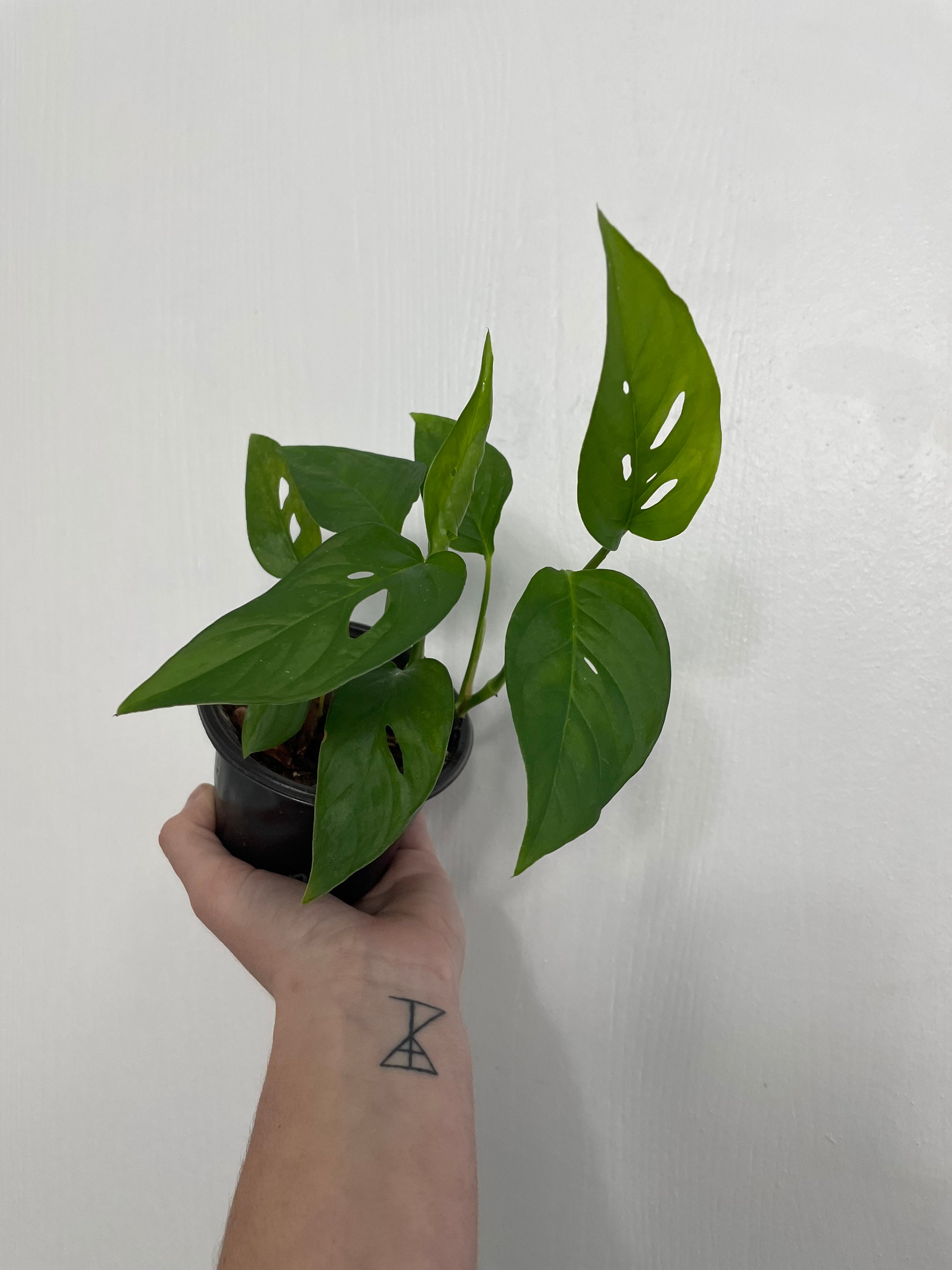 Narrow Form Monstera Adansonii Swiss Cheese Plant LIVE - Etsy