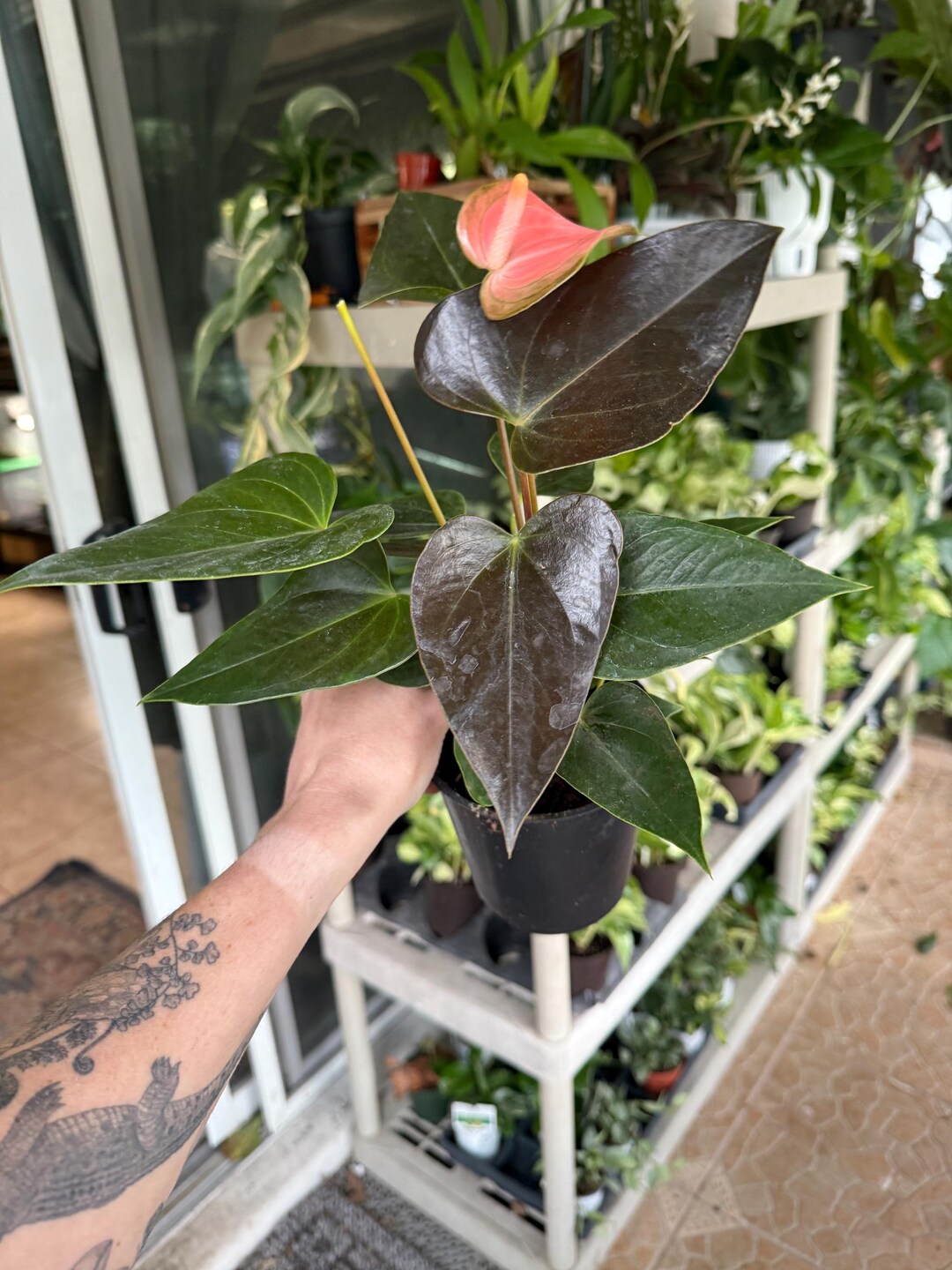 Anthurium Spp. 5" Pot, Super Unique Dark Burgundy Leaves! | Live Rare ...