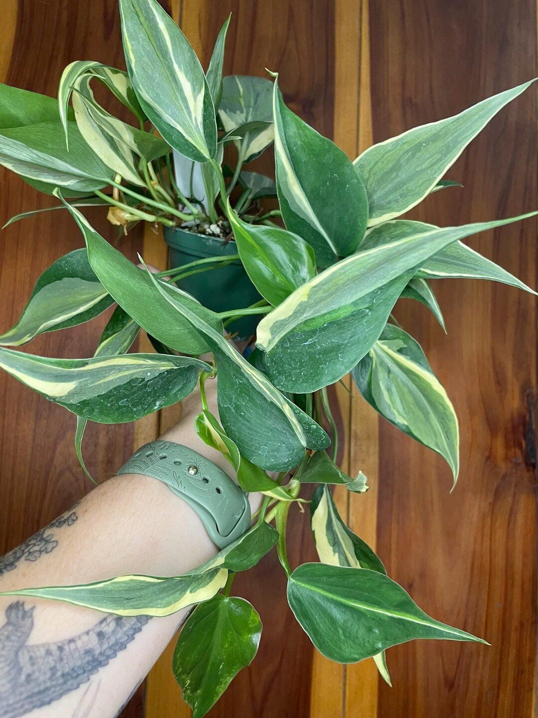 Rio Philodendron Hederaceum | RARE | LIVE House Plant | Nodes, Unrooted ...