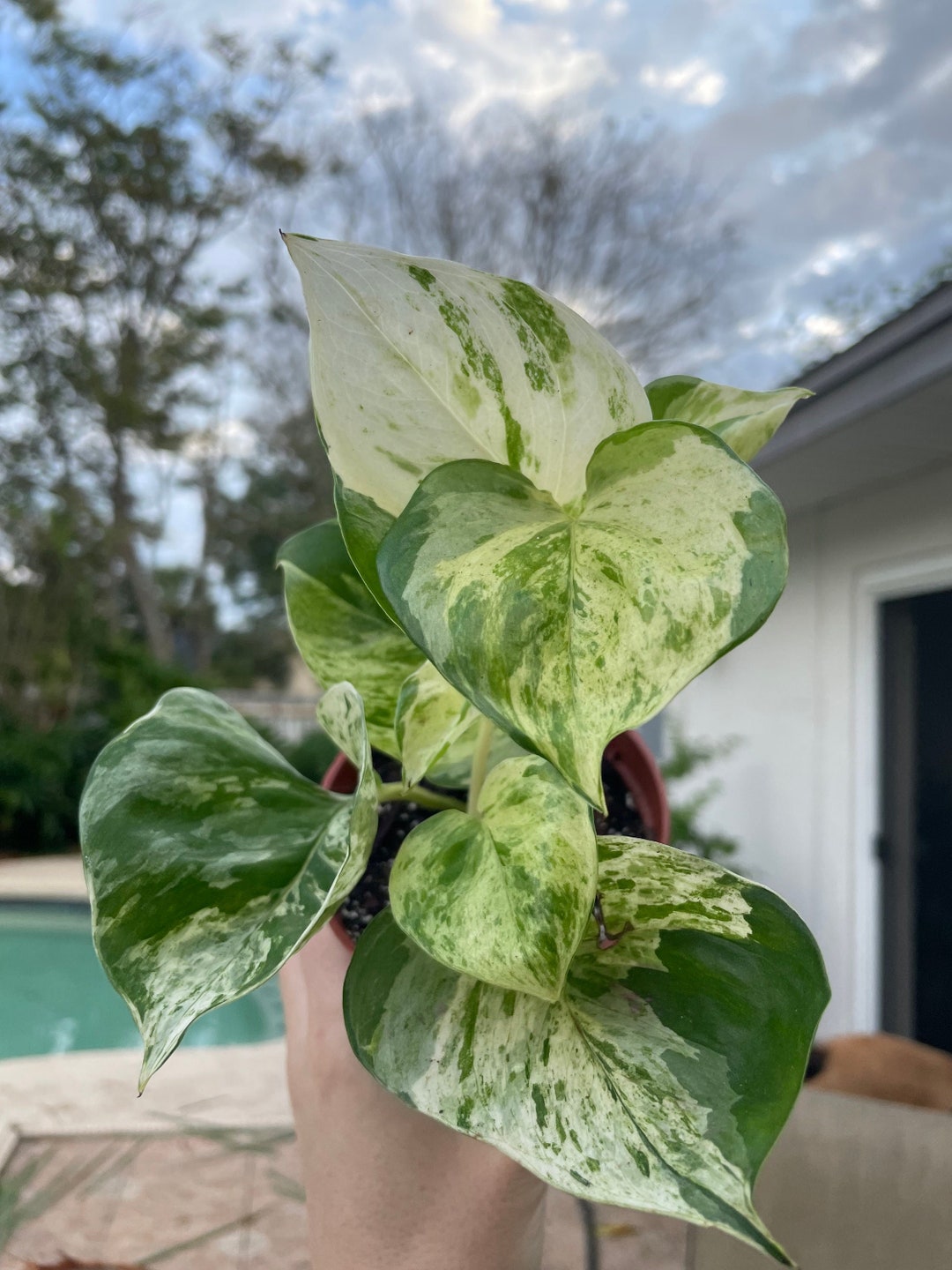 Manjula & Greenjula Pothos | Epipremnum Aureum | Nodes, Unrooted, N ...