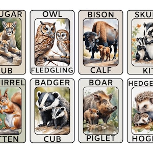 Baby Forest Animal Flashcards, Learning Flashcards for Kids, Digital ...