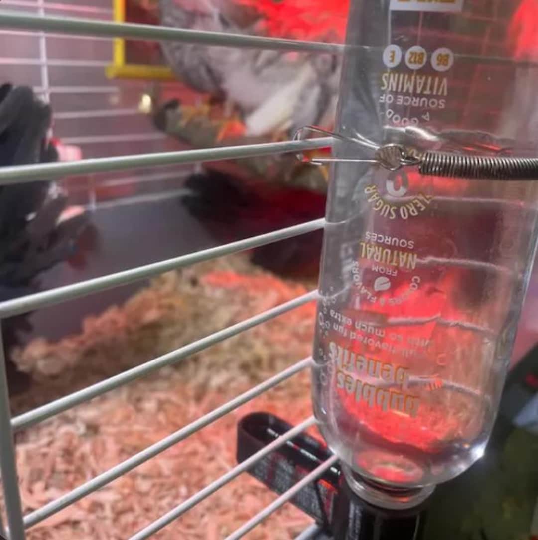 Water Feeder Adapter! Designed for Chickens and Smaller Animals! - Etsy