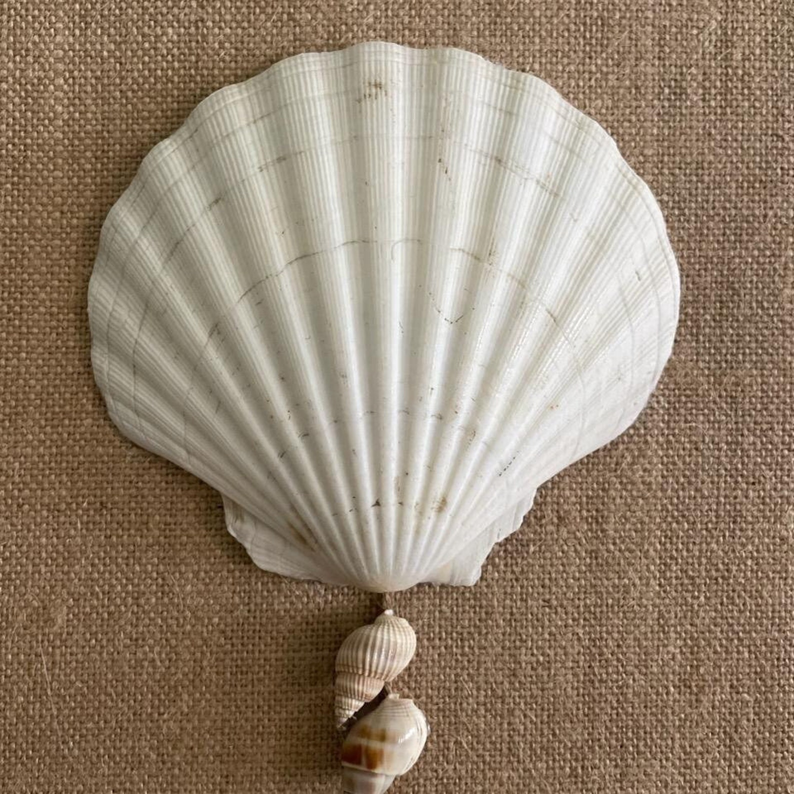 Scallop Shell on Burlap Wall Art - Nautical Wall Art - Beachy Scallop ...