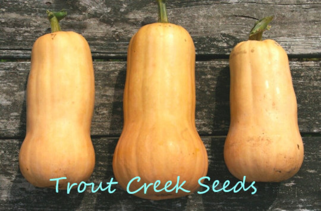 Heirloom Waltham Butternut Winter Squash Seeds, NON GMO ,open ...