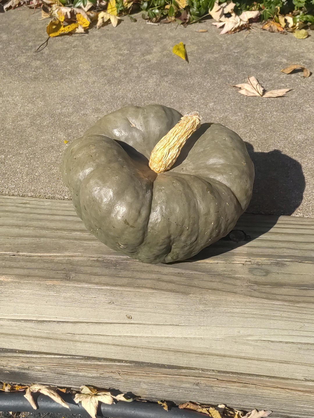 10 Triamble Pumpkin Seeds, Blue Pumpkin, Heirloom, Non GMO, Fall ...