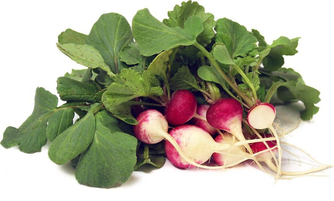 Sparkler Radish Seeds, 100 Seeds per Packet, Non GMO, 2 Color Radishes ...