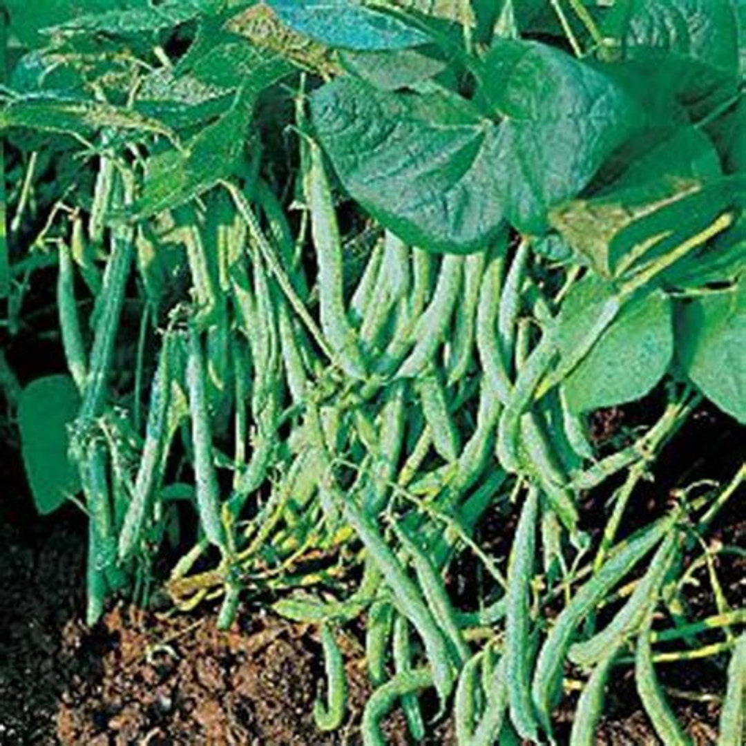 30 Heirloom Top Crop Bean Seeds, Home Garden, Freeze, Can, Fresh Eating ...
