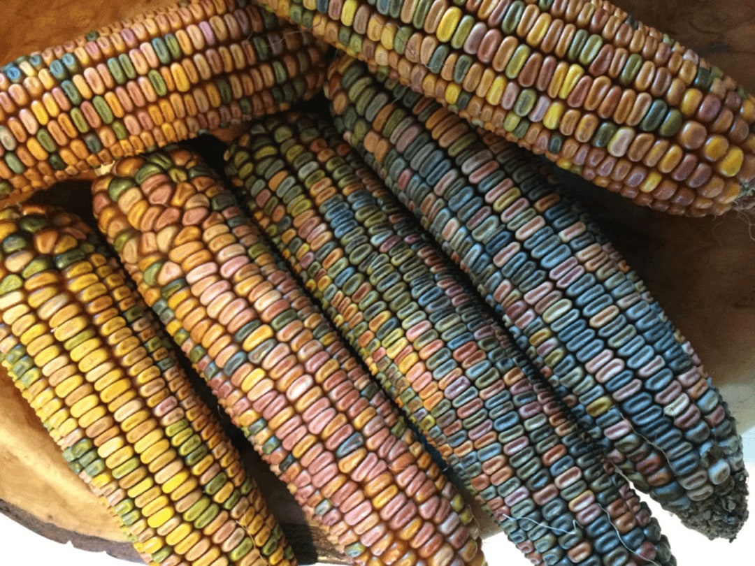 Heirloom Earth Tone Dent Corn Seeds: Rainbow Indian Corn, 30 Seeds - Etsy