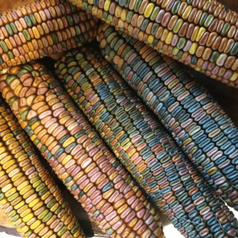 Corn Seeds - Etsy