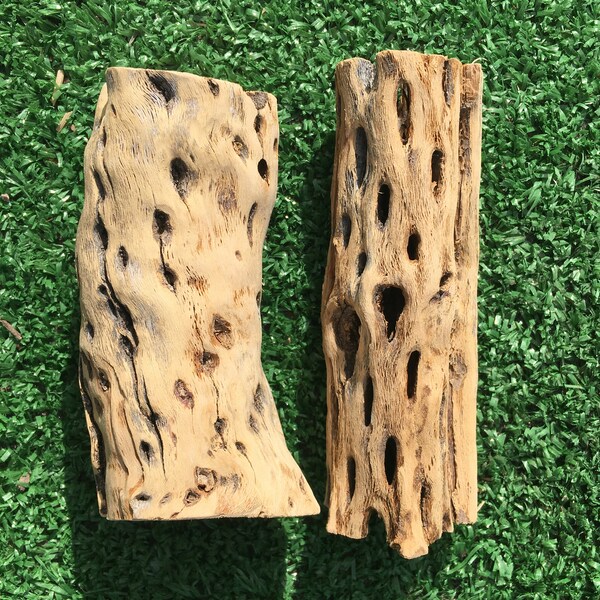 Cholla Wood - Etsy