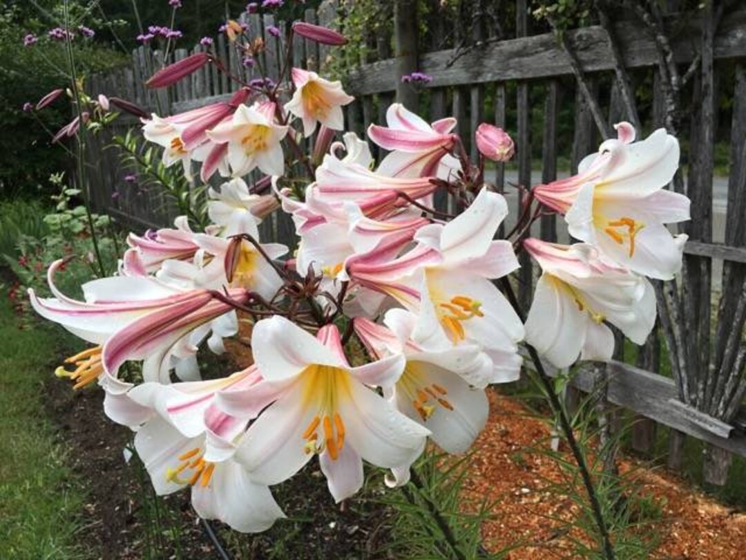 Lilium 'regale' TRUMPET LILY Flower Bulbs Hardy - Etsy