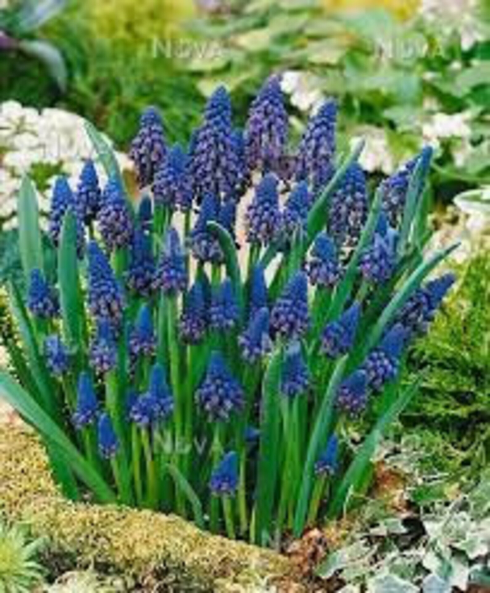 Muscari 'paradoxum' Flower Bulbs Hardy Deer Resistant - Etsy