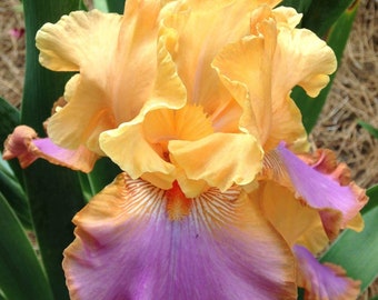 Bearded Iris 'elainealope' Bulb rhizome - Etsy