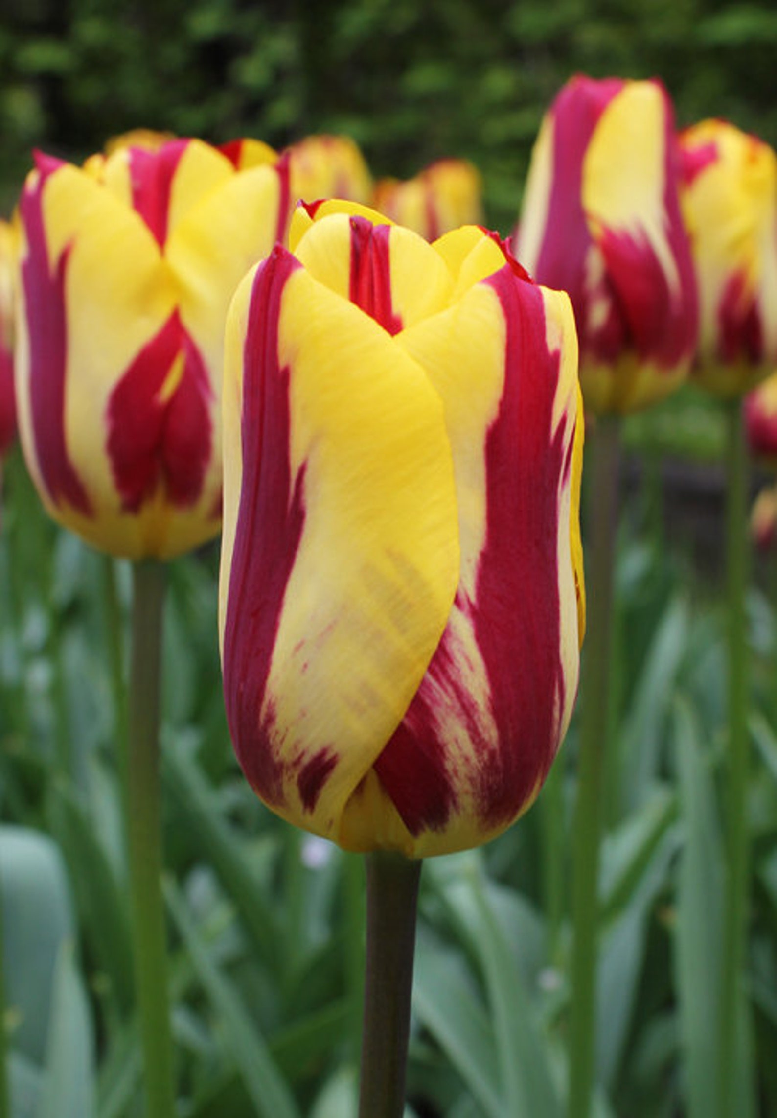 Unique Tulip 'helmar' Flower Bulbs SPECTACLUR BLOOMS - Etsy