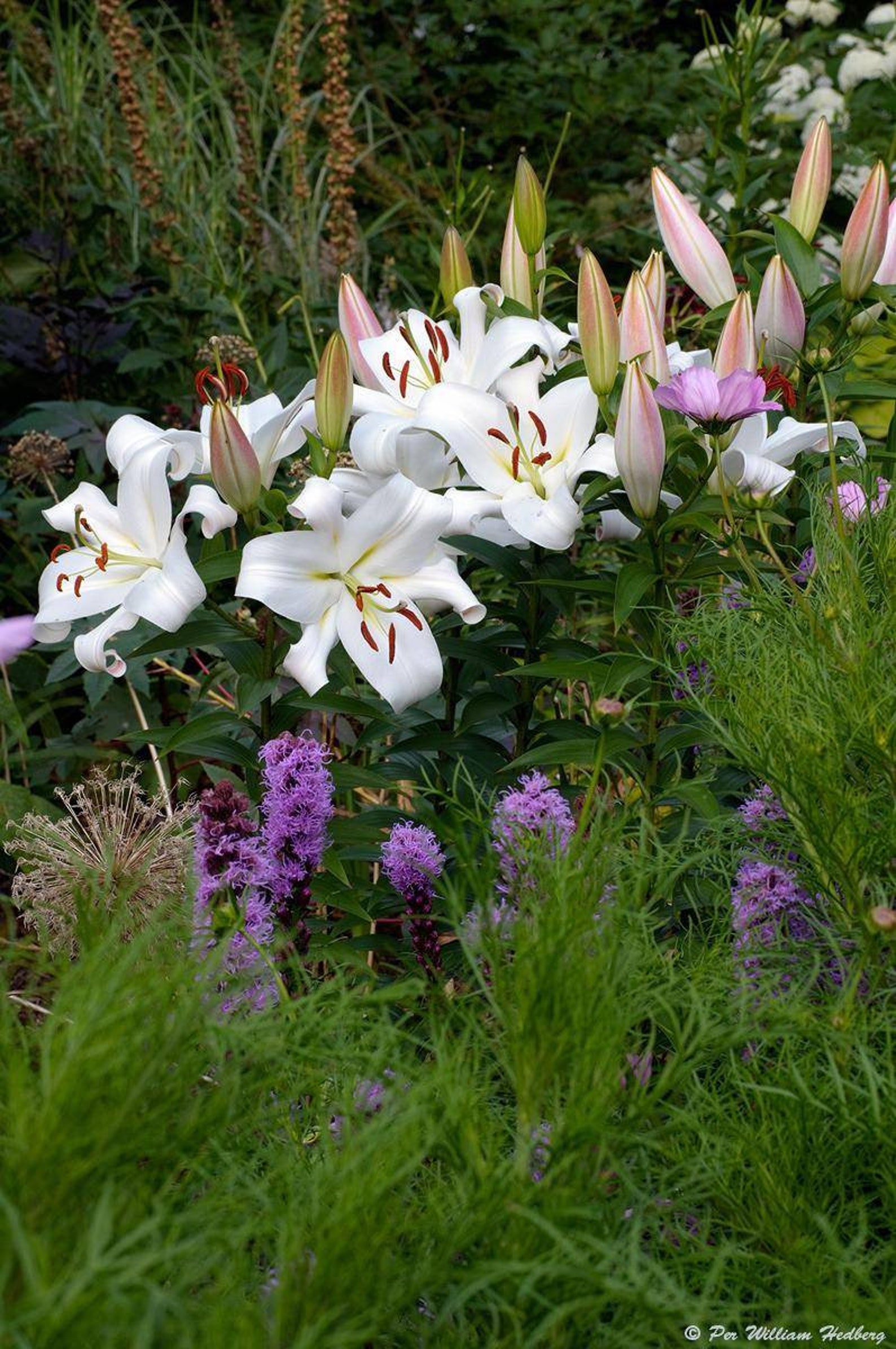 Giant Orientpet Lily 'zambesi' Hardy Flower Bulbs VERY - Etsy