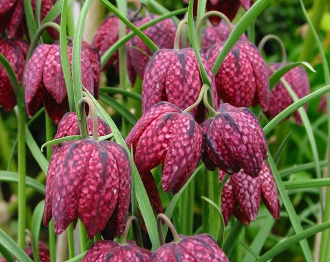 Checkered Lily Flower Bulbs Fritillaria 'meleagris Alba' Easy to Grow ...