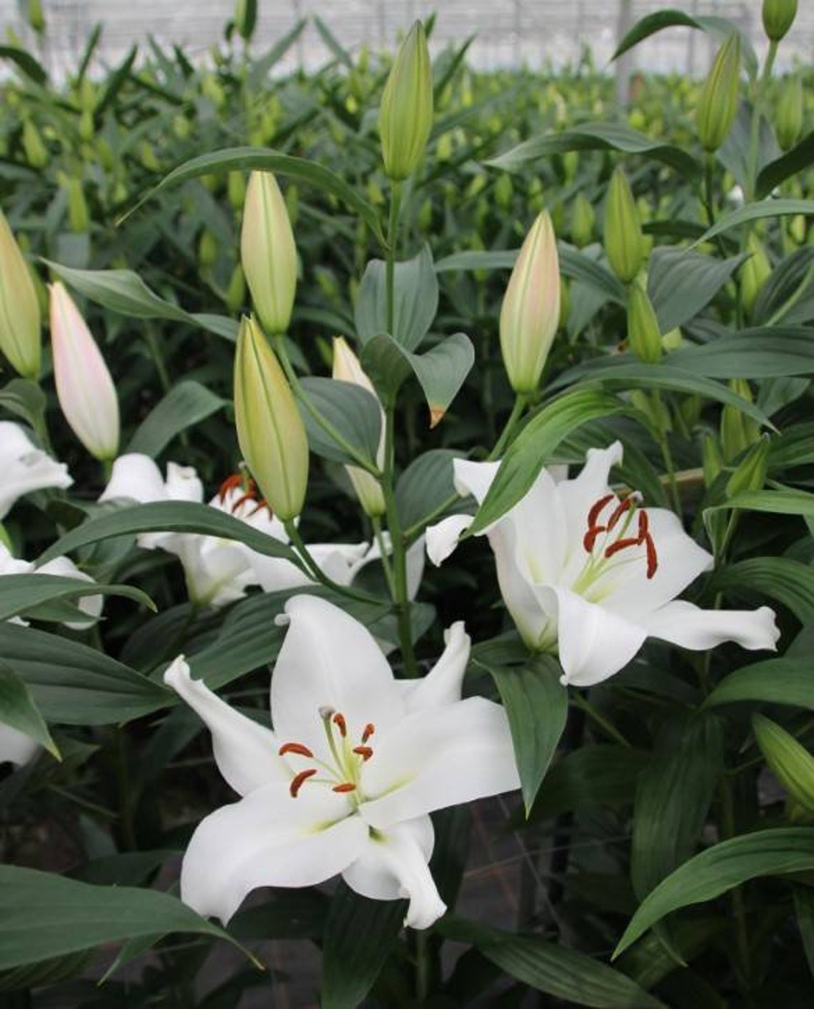 Giant Orientpet Lily 'zambesi' Hardy Flower Bulbs VERY - Etsy