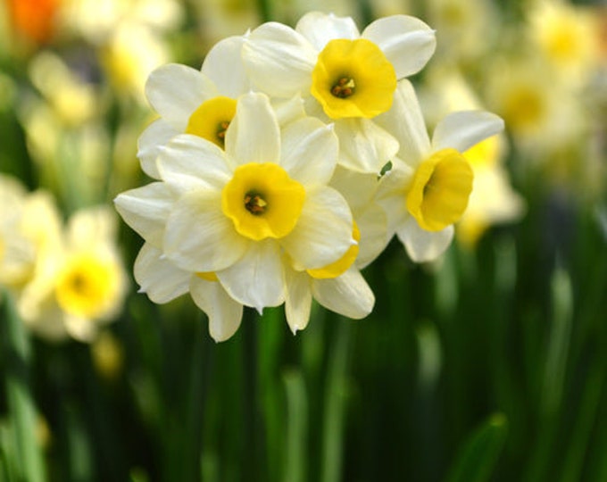 Narcissus 'minnow' Flower Bulbs Unique Deer Resistant Miniature ...