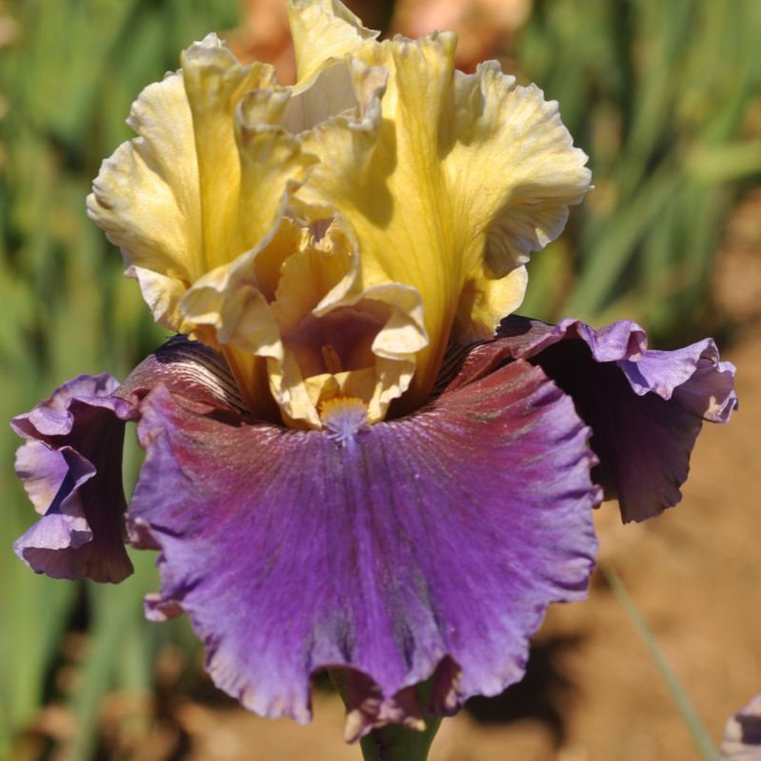 Bearded Iris 'final Episode' Bulb rhizome Ruffled Lemony Yellow ...