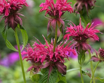 Purple Bee Balm Plants - Etsy