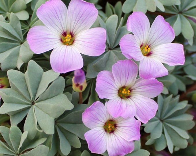 Oxalis 'adenophylla' SILVER SHAMROCK Flower Bulbs Tubers, Silver Leaves ...