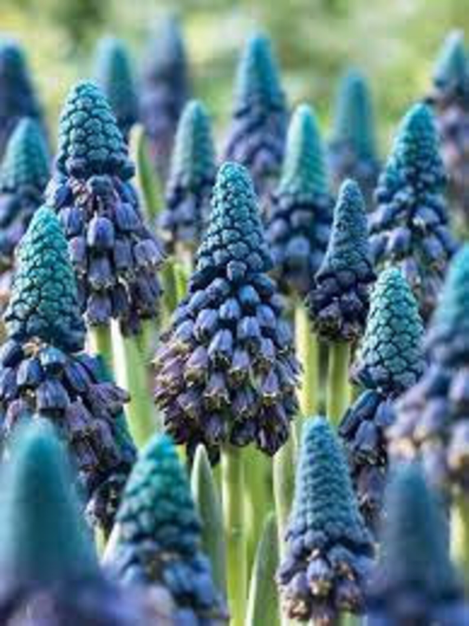 Muscari 'paradoxum' Flower Bulbs Hardy Deer Resistant - Etsy