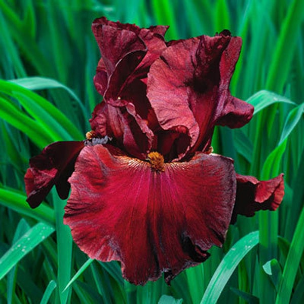 Black Bearded Iris - Etsy