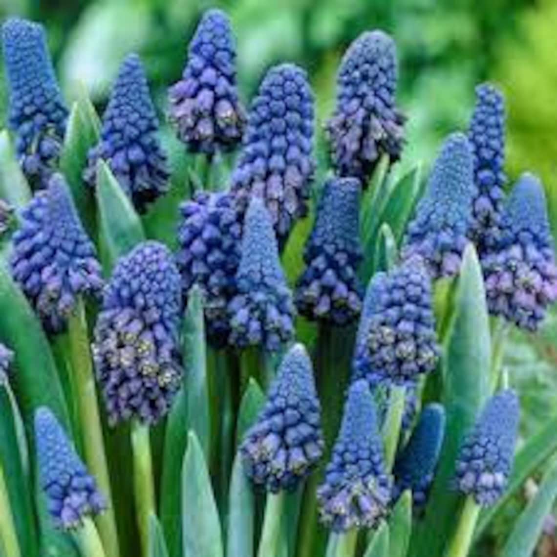 Muscari 'paradoxum' Flower Bulbs Hardy Deer Resistant - Etsy