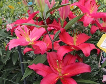 Oriental Lily Bulbs - Etsy