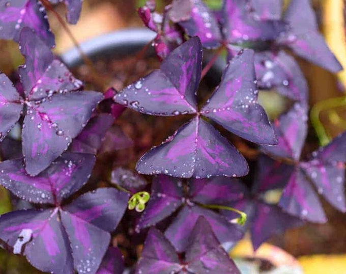 Oxalis Triangularis PURPLE SHAMROCK Flower Bulbs "tubers" - Stunning ...