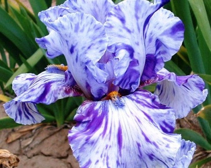 Bearded Iris 'elainealope' Bulb (rhizome) "reddish Purple & Peppered ...