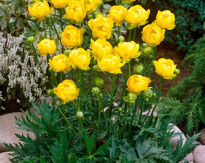 Trollius 'lemon Queen' GLOBE FLOWER Dormant Bare Root Plant Grow 18 to ...